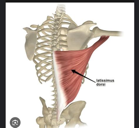 A P Lab Muscles Flashcards Quizlet