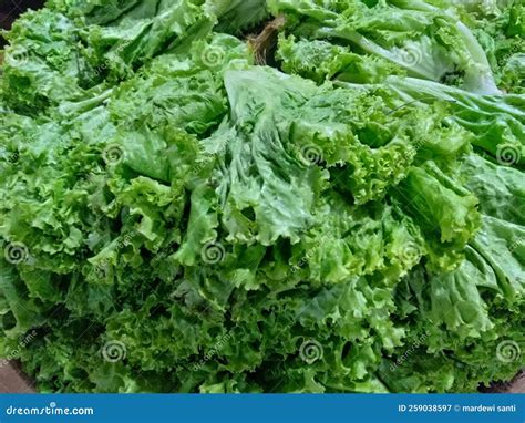 Lettuce Or Sla Leaf Lactuca Sativa Is A Vegetable Plant Commonly