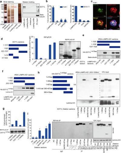 实验干货rna Pull Down实验原理及应用解析 知乎