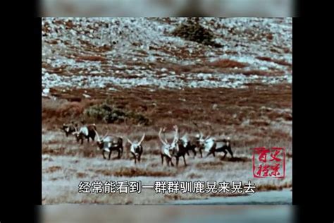 因纽特人河里传统狩猎大型驯鹿回家大口吃肉看的直让我流口水 驯鹿 大口 因纽特人