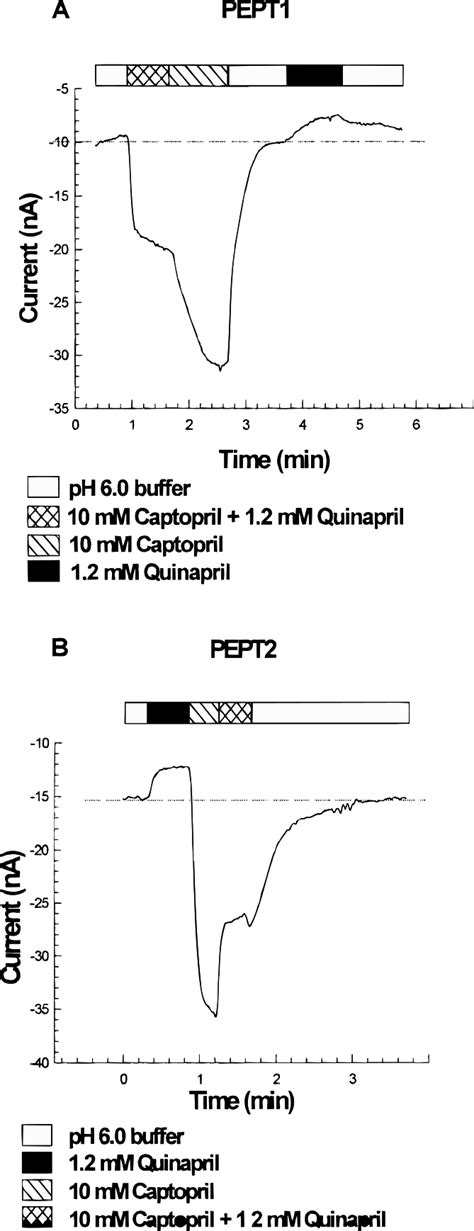 Representative Recording Of Steady State Currents Evoked By Download Scientific Diagram