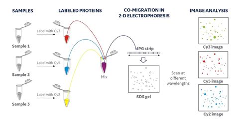 Host Cell Protein Hcp Antibody Coverage Analysis Service Mtoz Biolabs