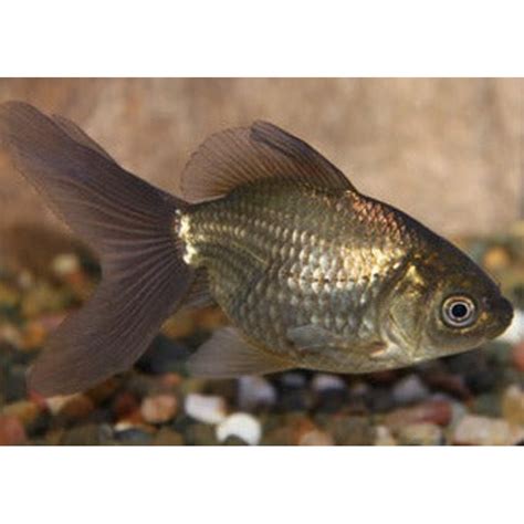 Goldfish Bronze Buy Aquarium Fish