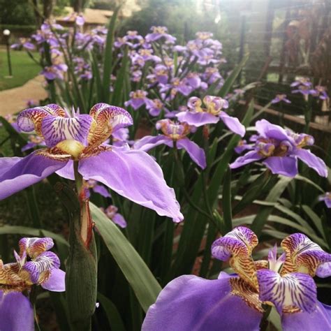 Flor Íris Características Como Cuidar E Espécies