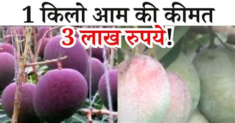 Most Expensive Mango सोने चांदी से कम नहीं है ये आम कीमत जानकर ही उड़