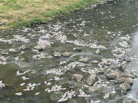 中壢老街溪15萬條魚暴斃飄惡臭 環保局曝原因 生活 中時