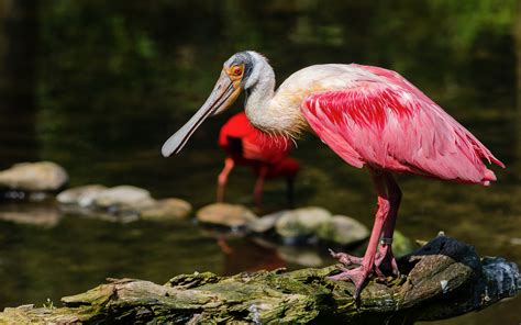 The Roseate Spoonbill Wallpaper 2926 Roseate Spoonbill Habitat Stock