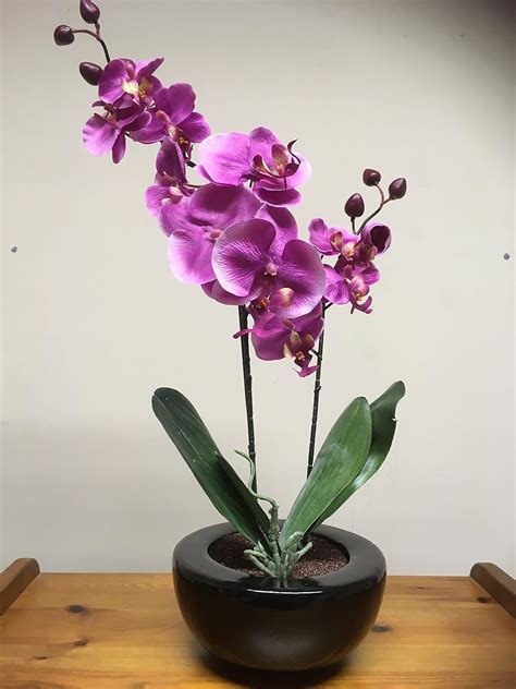 Holiday Ts For Self Improvement Potted Orchids To Beautify Your Home