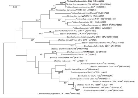 Figure 1 From Fictibacillus Halophilus Sp Nov From A Microbial Mat Of A Hot Spring Atop The