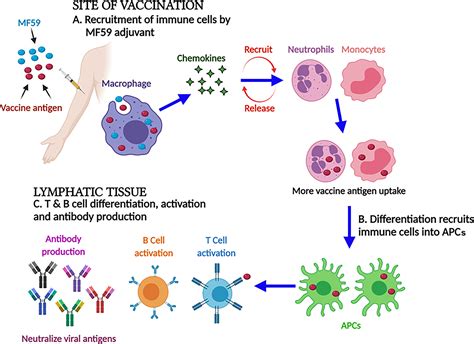 Frontiers New Age Vaccine Adjuvants Their Development And Future