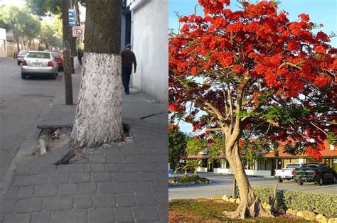 5 árboles Que No Levantan Las Banquetas Y Puedes Plantar En La Calle