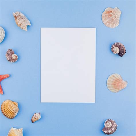 Premium Photo High Angle View Of Shells On Table