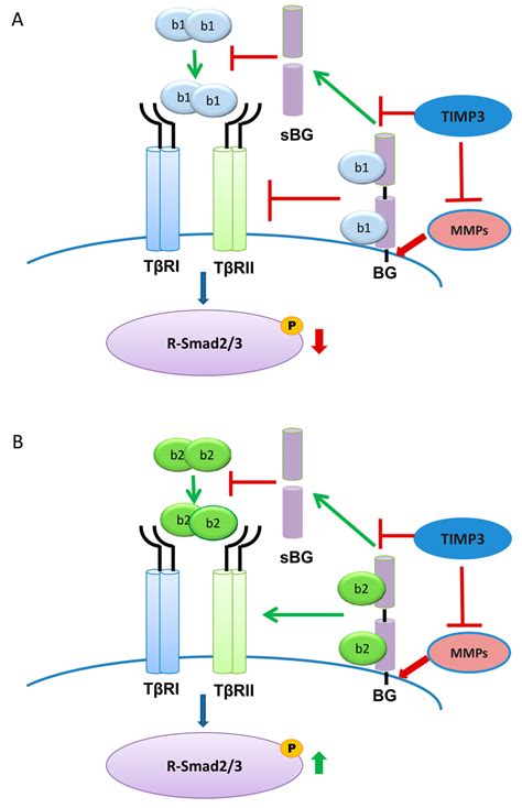 Scheme For The Different Modes Of Signaling By Tgf β1 And Tgf β2 Under