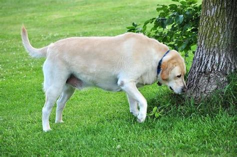 Warum schnüffelt mein Hund über den Boden bevor er sein Geschäft macht Schnüffelfreunde