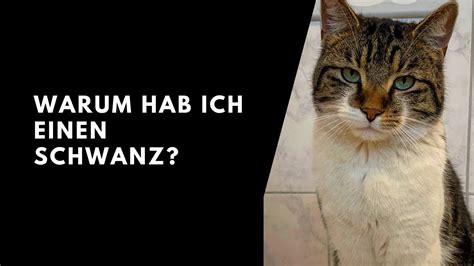 PROFESSOR KATZE YouTube