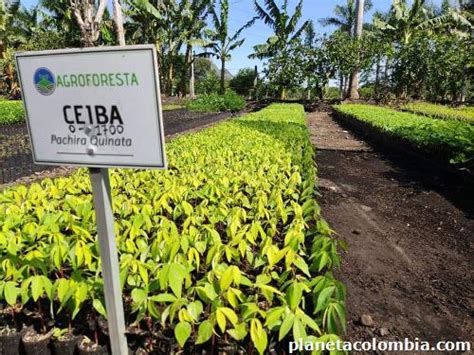 Vivero Agroforesta Colombia Forestales Teléfono Variante Ibague Ibague
