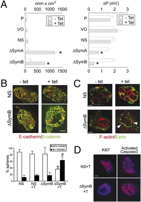 Symplekin Promotes Tumorigenicity By Up Regulating Claudin 2 Expression