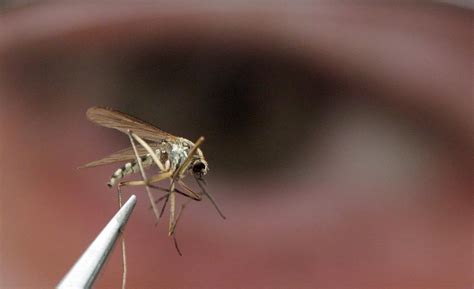 Toronto Public Health Says First Mosquitoes Of 2022 Have Tested