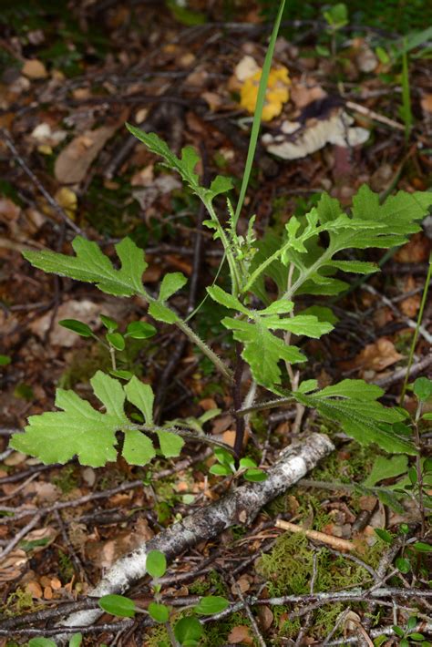 Salida Y Puesta De Sol De Mons Sex Millia Canterbury Nueva Zelanda