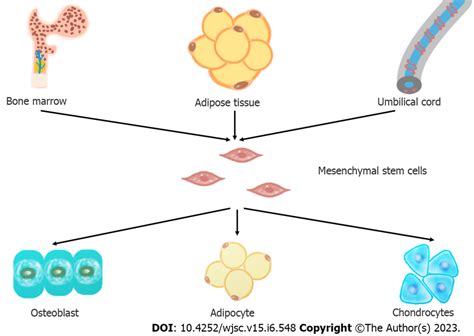 Common Sources And Differentiation Potential Of Mesenchymal Stem Cells