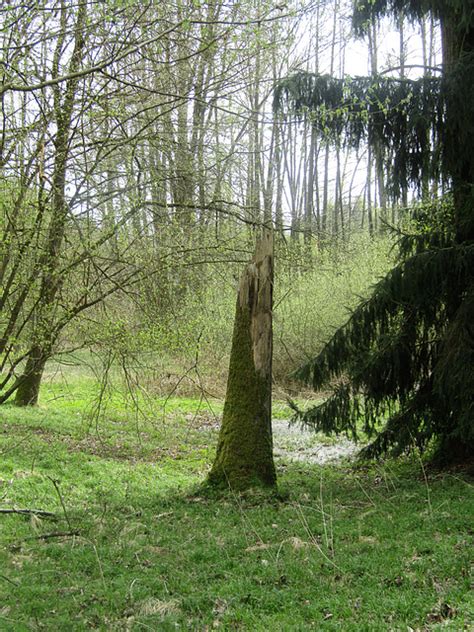 Ipernity Baumstumpf By Ingrid K Brandl