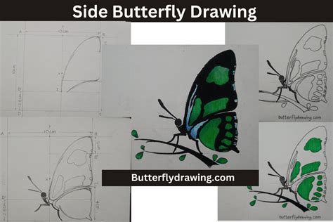 10 Easy Step To Draw Side Butterfly Drawing Butterflydrawing