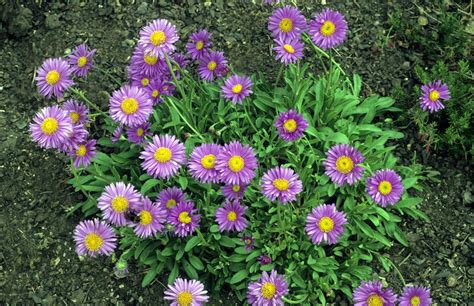 Grow Perennial Aster Flower Plants For Fall Blooms