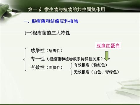 微生物与植物之间的共生关系word文档在线阅读与下载无忧文档
