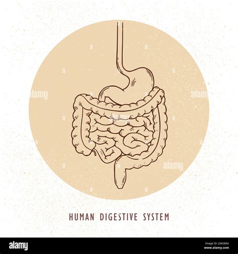 Vector Human Hand Drawn Digestive System Illustration Stock Vector