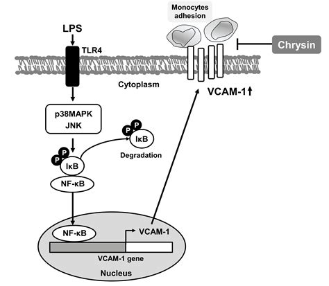 Vcam 1 An Overview Sciencedirect Topics 50 Off