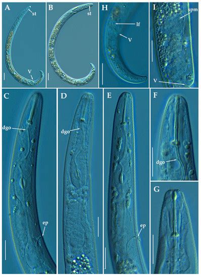 Animals Special Issue Nematode Taxonomy And Biodiversity