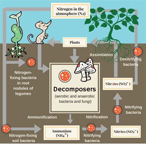 Nitrogen Uses In Plants