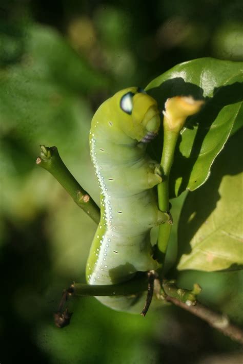 Worm Green Nature Free Photo On Pixabay Pixabay