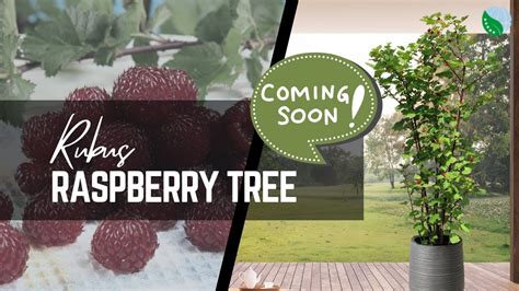 New Rubus Raspberry Tree Youtube
