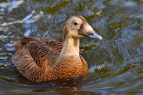 Spectacled Eider Range
