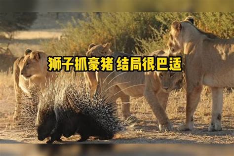 狮子抓豪猪结局很巴适 动物搞笑配音 豪猪 结局 动物