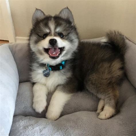 29 Best Pomsky Images On Pinterest Husky Mix Pomsky Puppies And Husky Pomeranian Mix