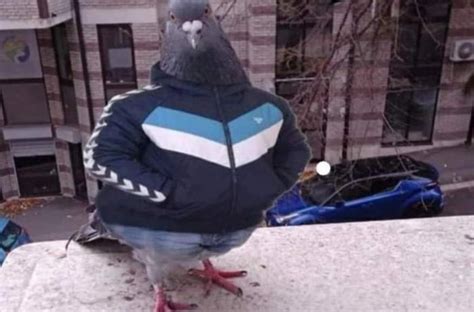 Teimuraz ეს ჩიტები რა ნაირად შვრებიან თეთრ მანქანაზე შავი სკლინტით და შავ მანქანაზე თეთრი