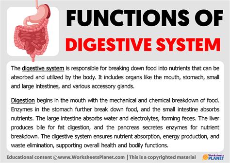 Digestive System Functions
