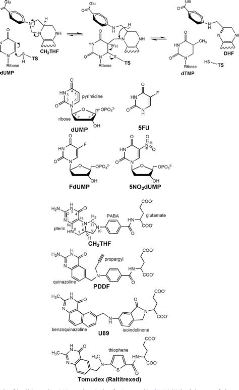 Figure 1 From Role Of An Invariant Lysine Residue In Folate Binding On