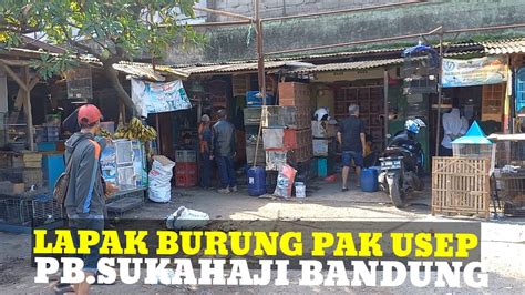 KHUSUS BURCIL UPDATE HARGA BURUNG DILAPAKNYA PAK USEP PB SUKAHAJI