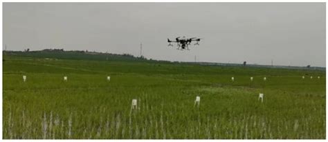 Research On Precise Fertilization Method Of Rice Tillering Stage Based On Uav Hyperspectral