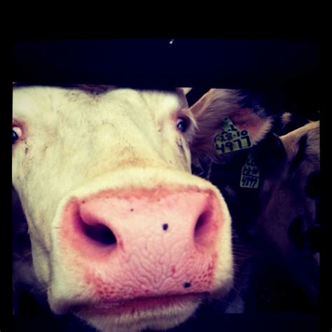 Greene Acres Is The Place To Be Farm Livin Is The Life For Me