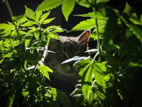 Katten En Wiet Leuk Of Gevaarlijk Wiet Info Nl