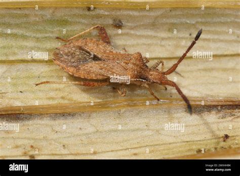 This Bug Is Brown On Its Body And Has An Orange Stripe Running Down Its