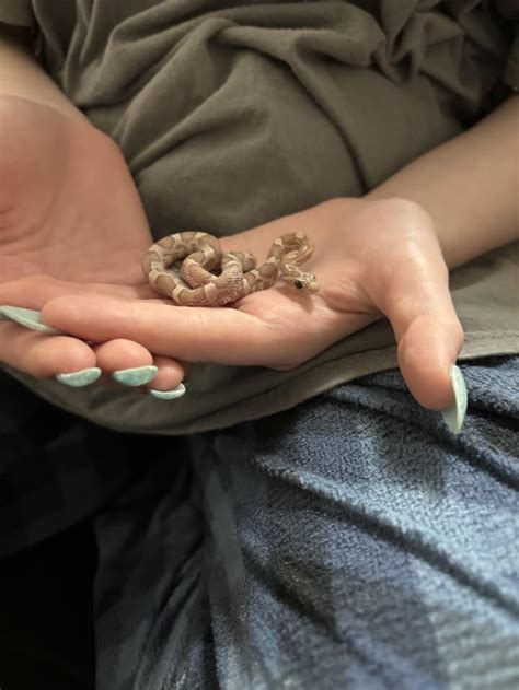 Cornsnake Morph Rcornsnake