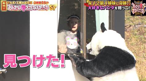Tbs『さんま・玉緒のお年玉！あんたの夢をかなえたろかsp』パンダ着ぐるみレンタル 特殊造型ゼペット 造形制作全般・着ぐるみ・3d