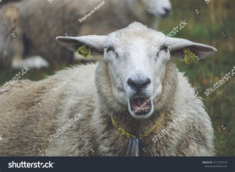 611 рез по запросу Sheep Open Mouth — изображения стоковые