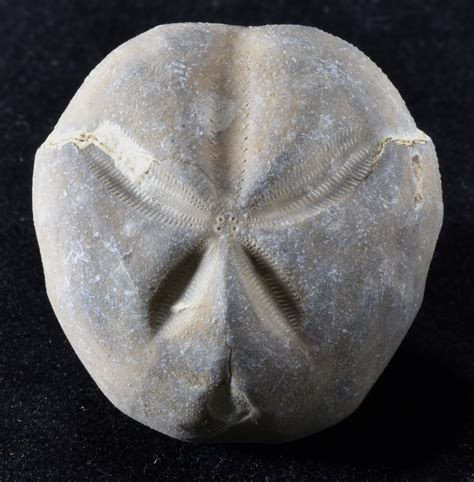 Hemiaster Syriacus Jsd Fossiles