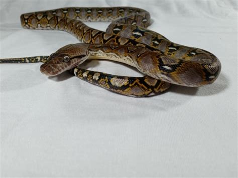 Yearling Citrus Het Pied 66 Het Albino Reticulated Python By Tgr Exotics